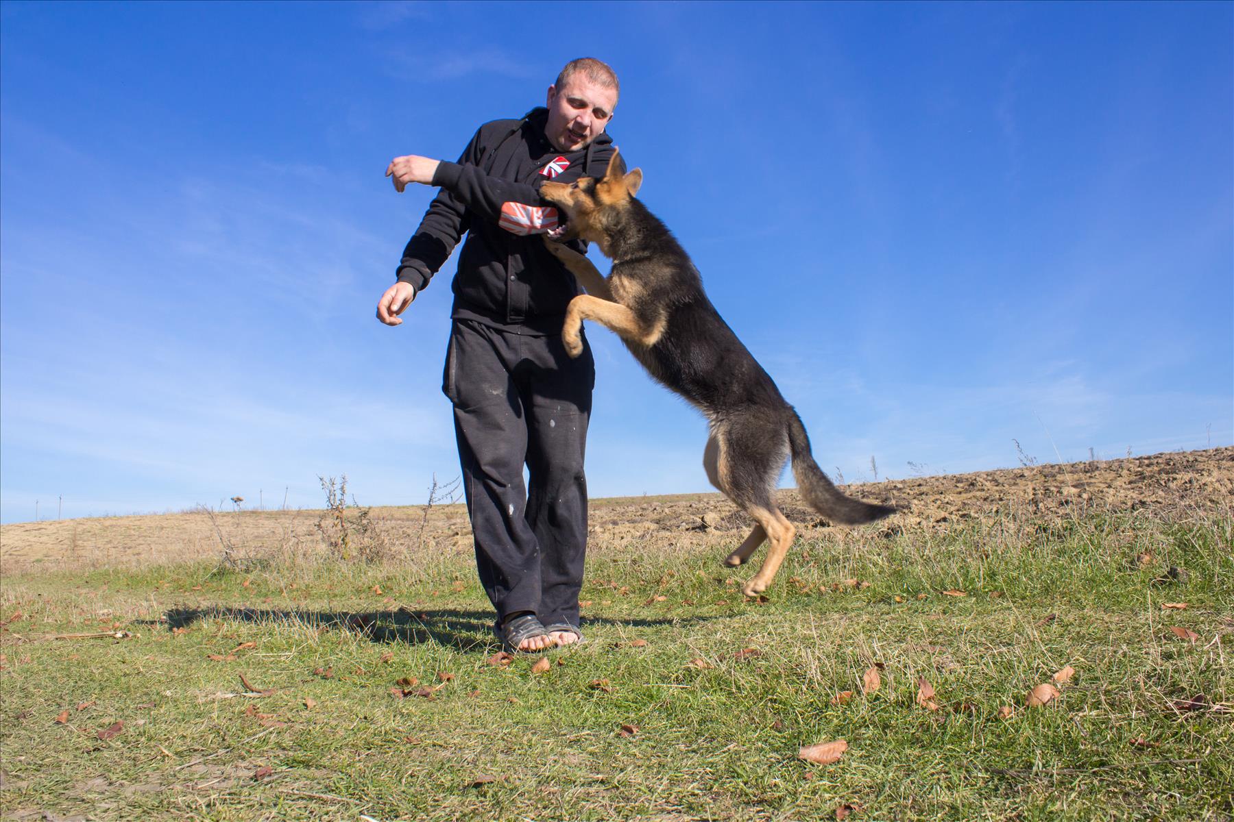 Know the Dog Owners’ Liability Act Before a Lawsuit for a Dog Bite